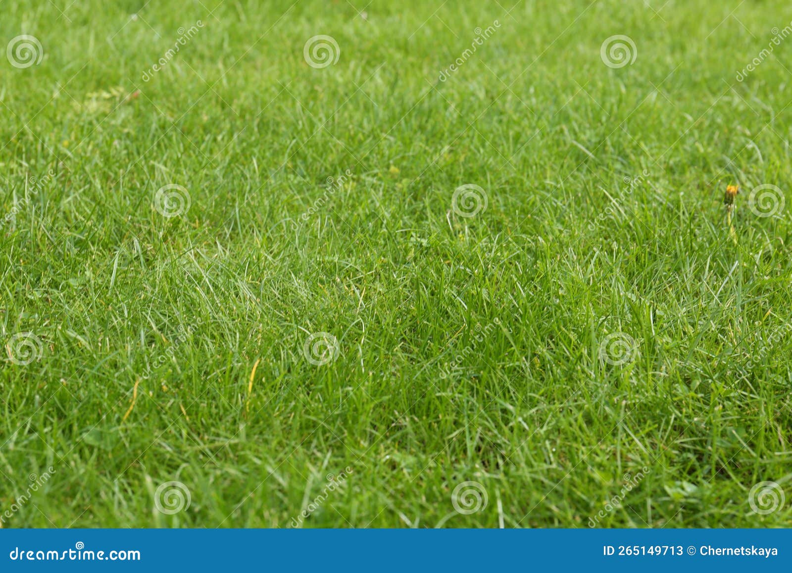 Beautiful Lawn with Green Grass Growing Outdoors Stock Image - Image of ...