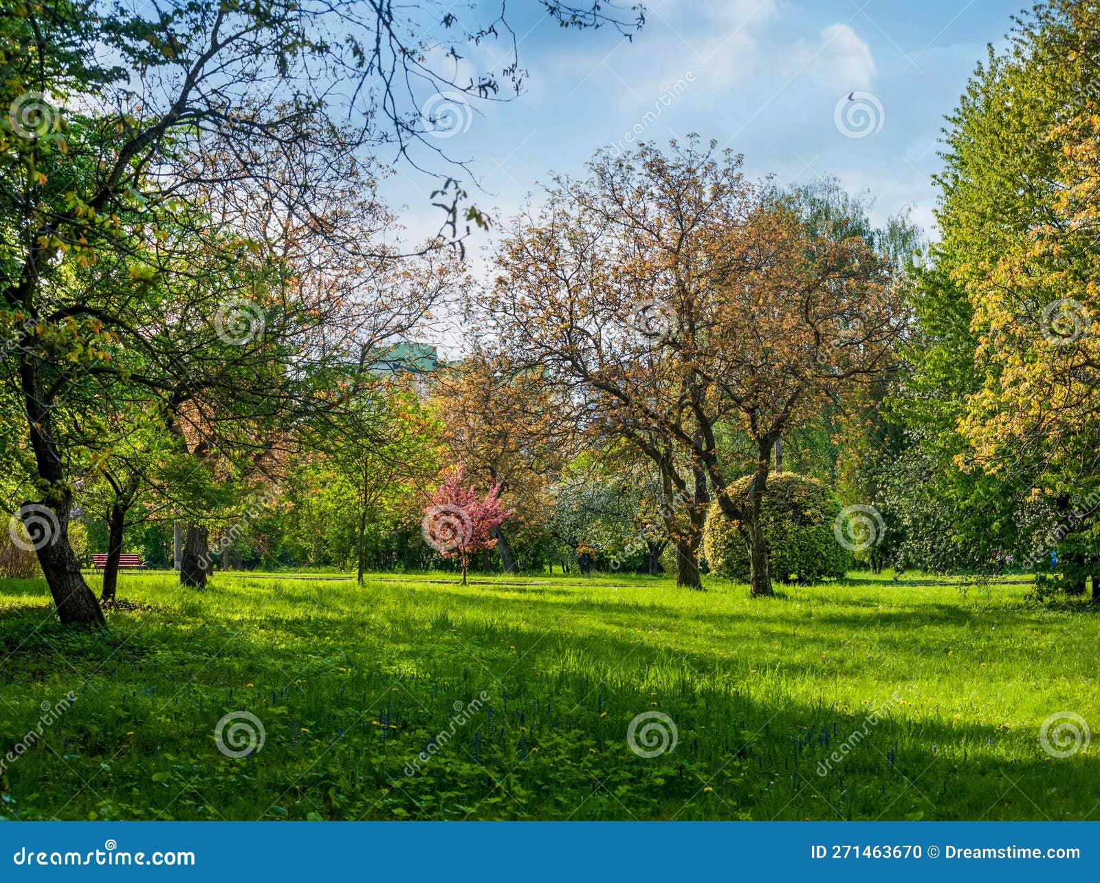 Lawn and Trees in the Park in Spring, Bright and Blooming Stock Photo ...
