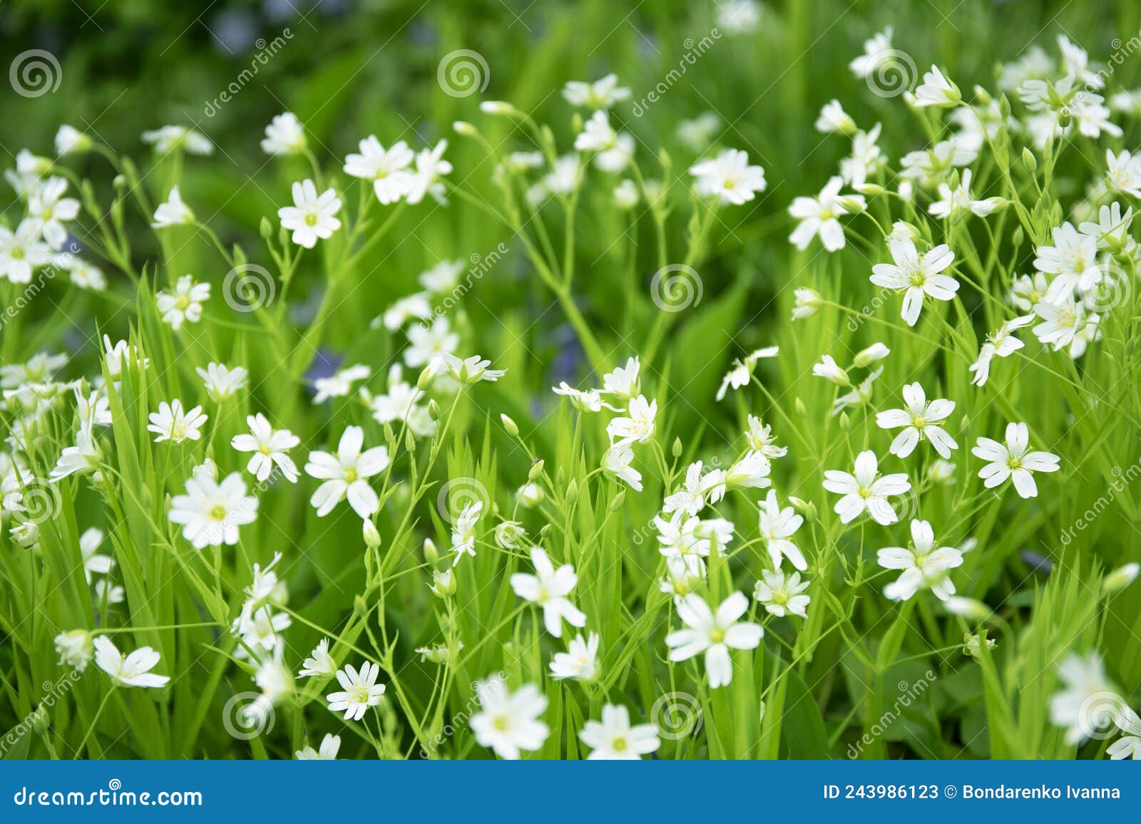 Beautiful Lawn with White Wild Flowers in Spring Forest Stock Image ...
