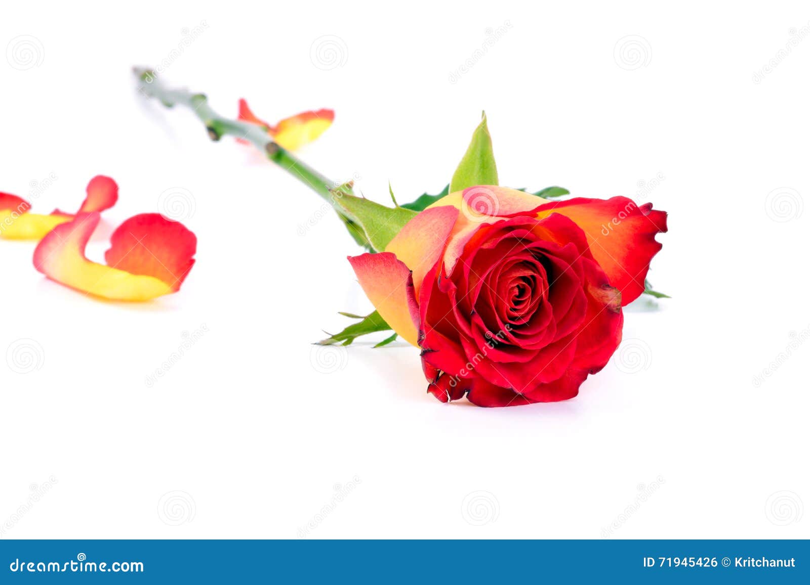 Lay Down Rose Stock Photos - Download 366 Royalty Free Photos