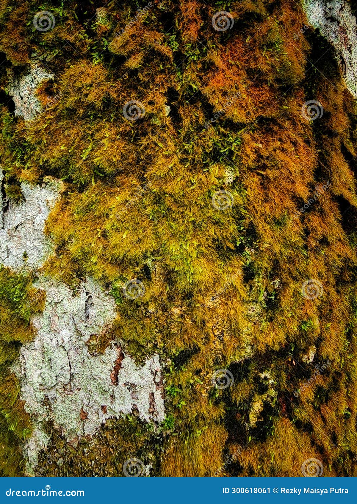 Beautiful Layout, Yellow Moss Grows on a Large Tree in the Forest of ...