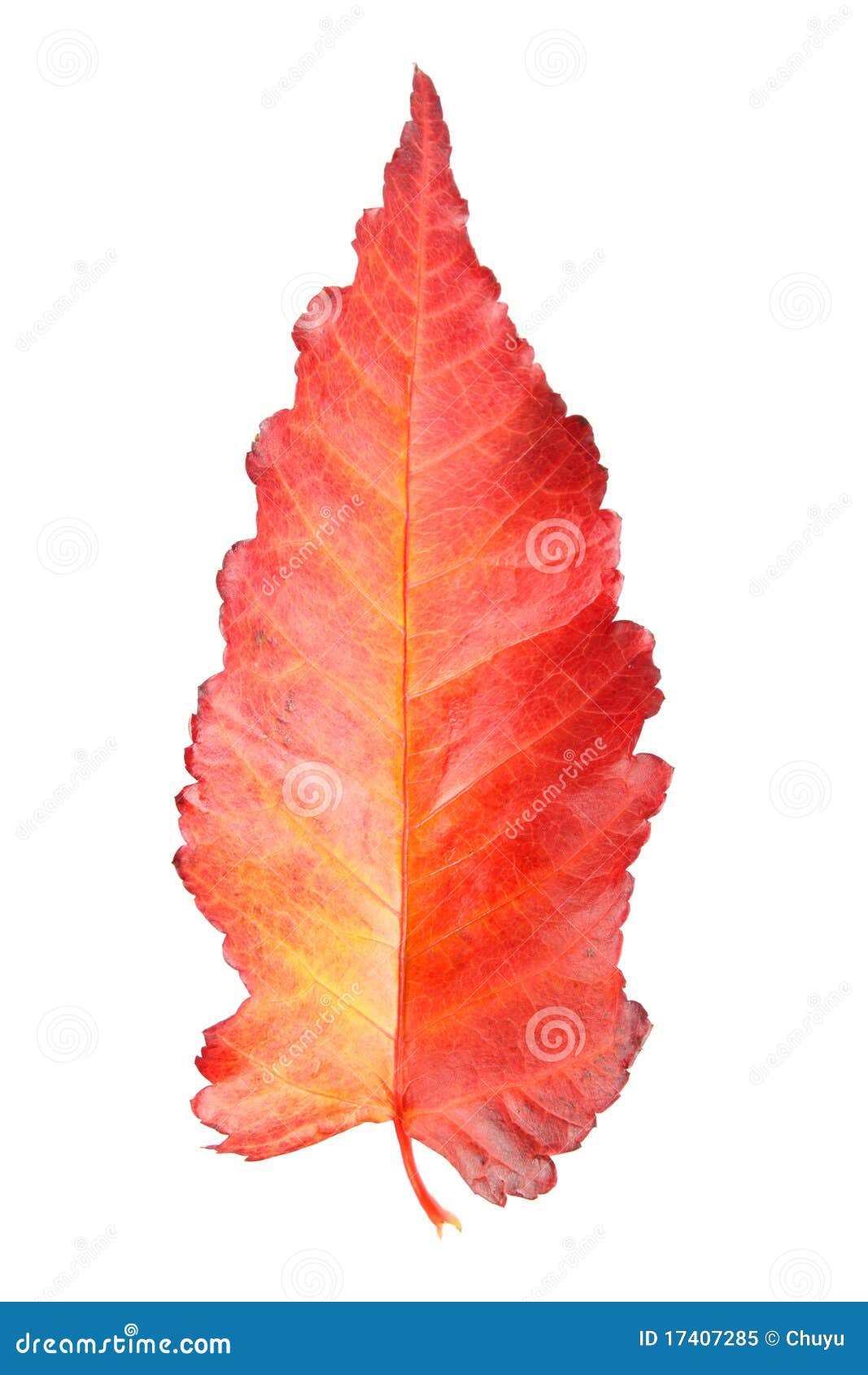 Beautiful leaf stock image. Image of tree, shape, autumn - 17407285