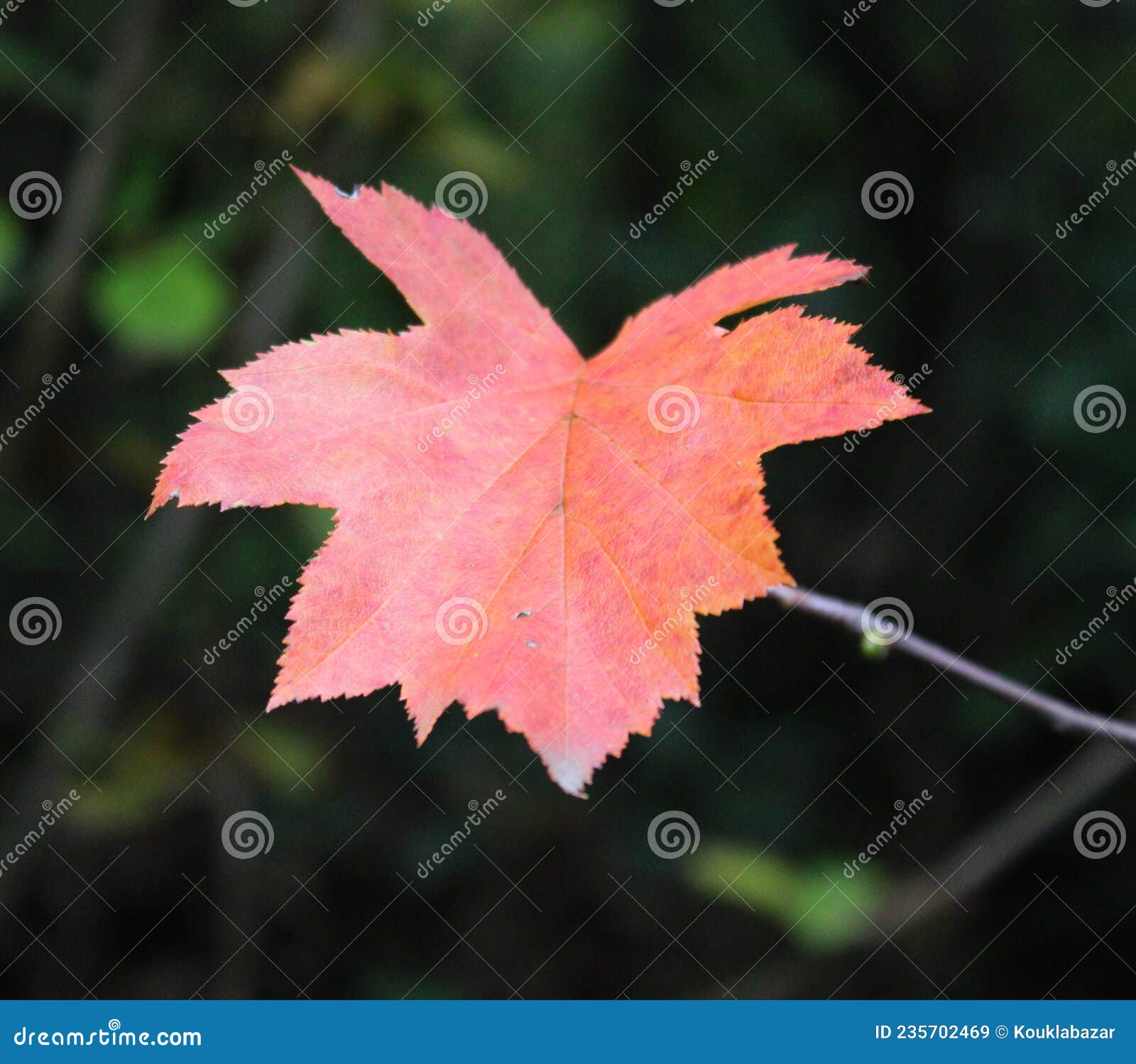 Beautiful leaf at autumn stock image. Image of colors - 235702469