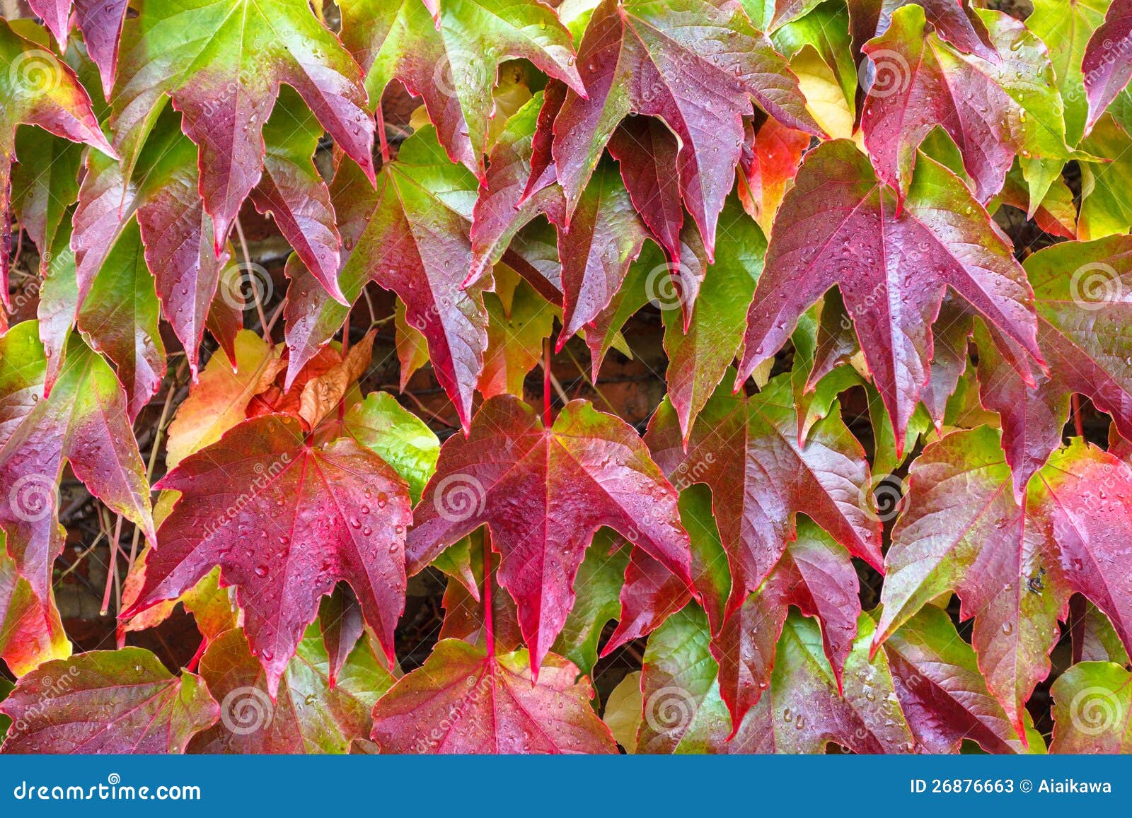 Beautiful leaf background stock image. Image of closeup - 26876663