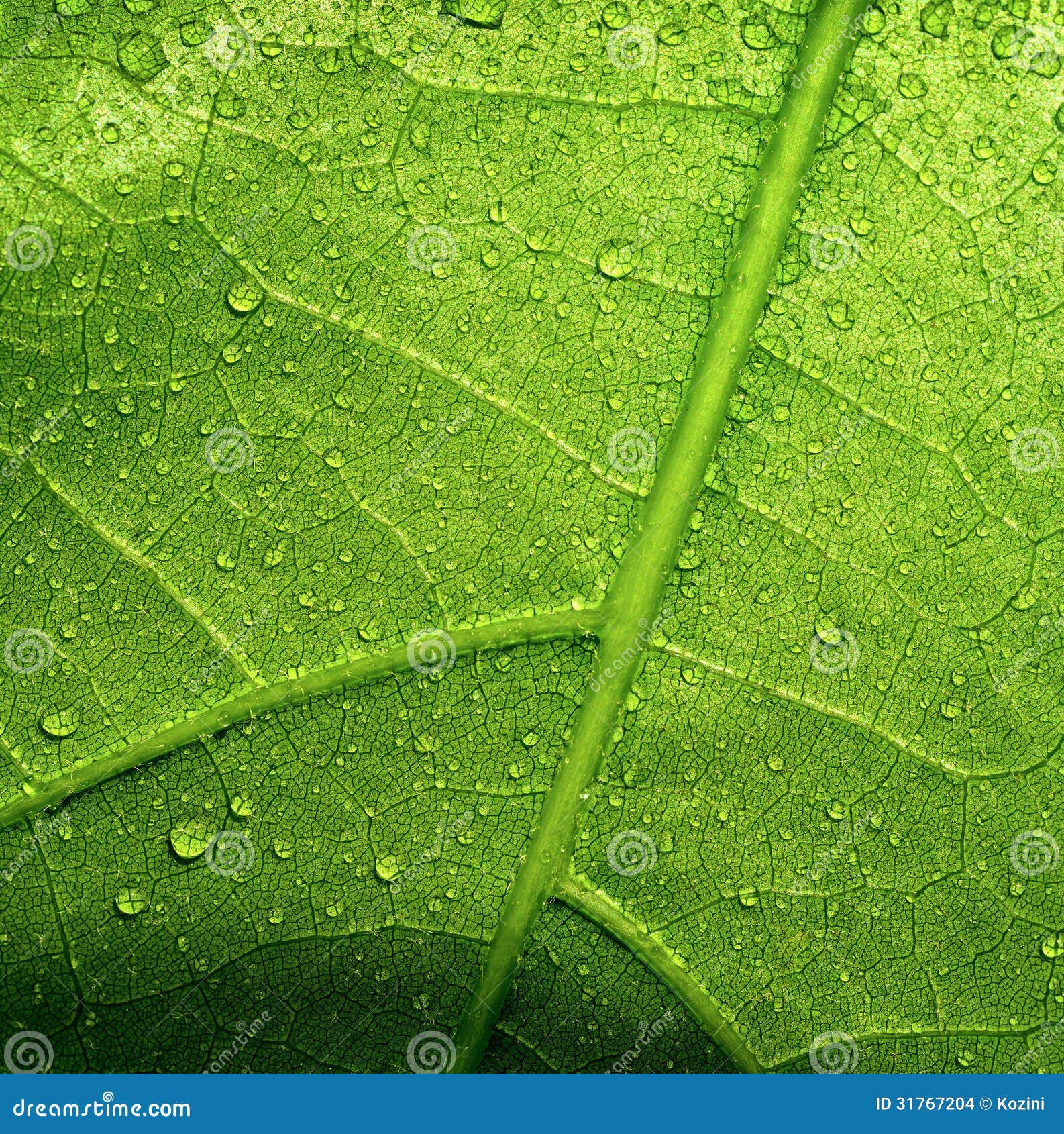 Beautiful leaf background stock photo. Image of botany - 31767204