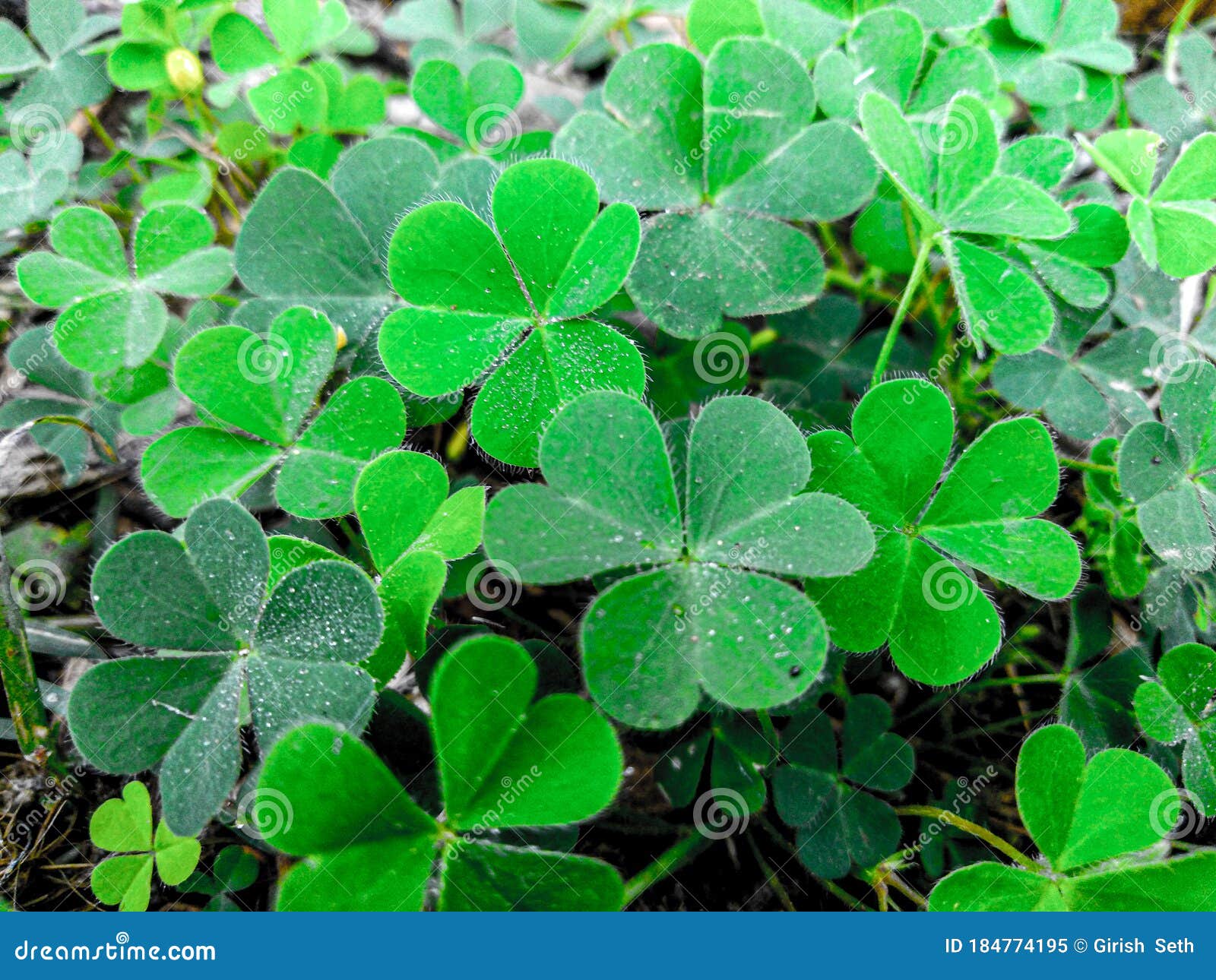 Beautiful Leaf Background and Taxture Images. View in the Garden Stock ...