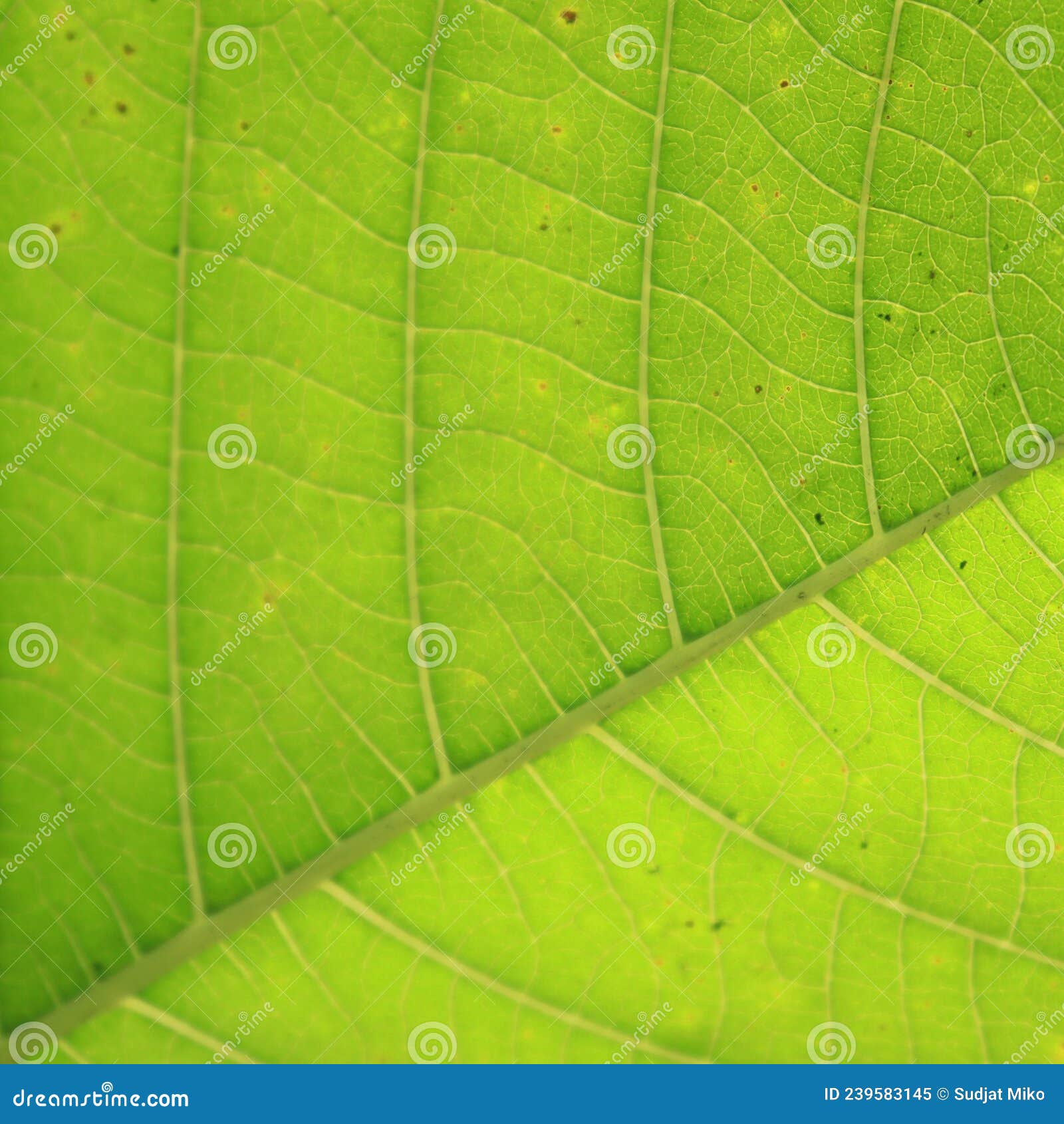 Beautiful Leaf Bone Texture for the Background Stock Image - Image of ...
