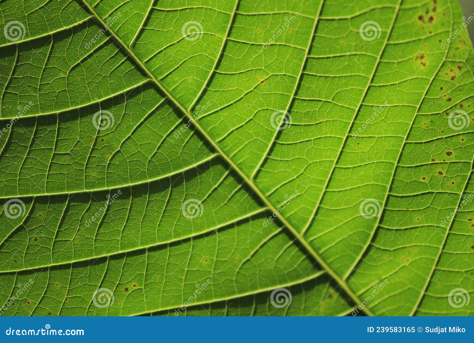 Beautiful Leaf Bone Texture for the Background Stock Image - Image of ...