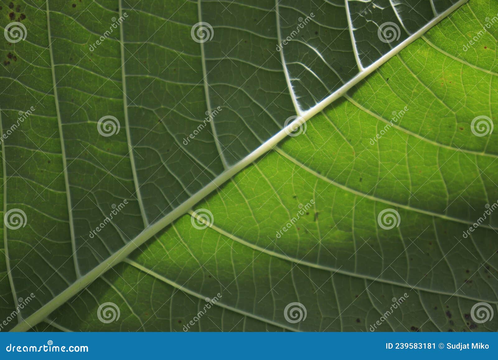 Beautiful Leaf Bone Texture for the Background Stock Image - Image of ...
