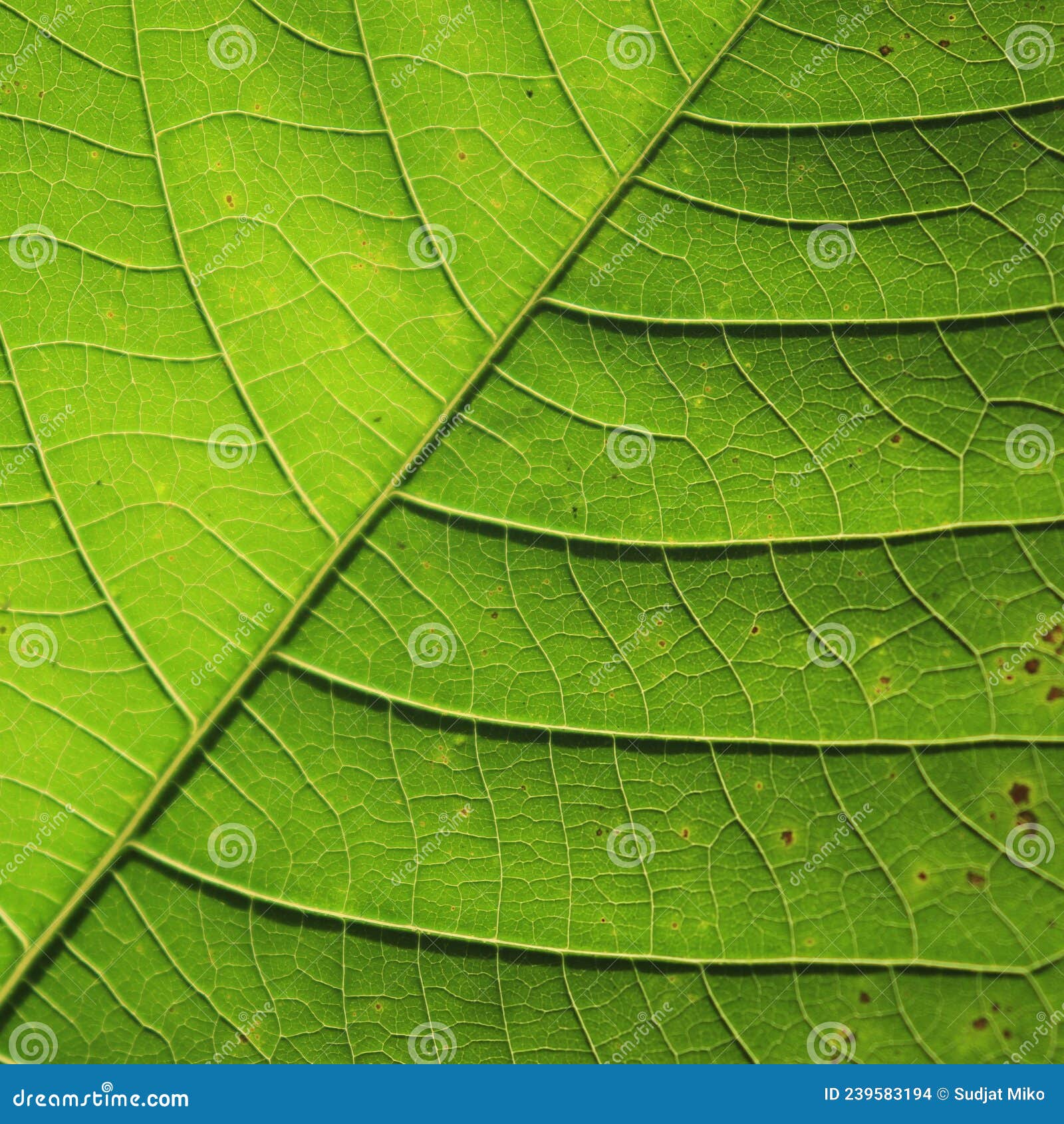 Beautiful Leaf Bone Texture for the Background Stock Photo - Image of ...