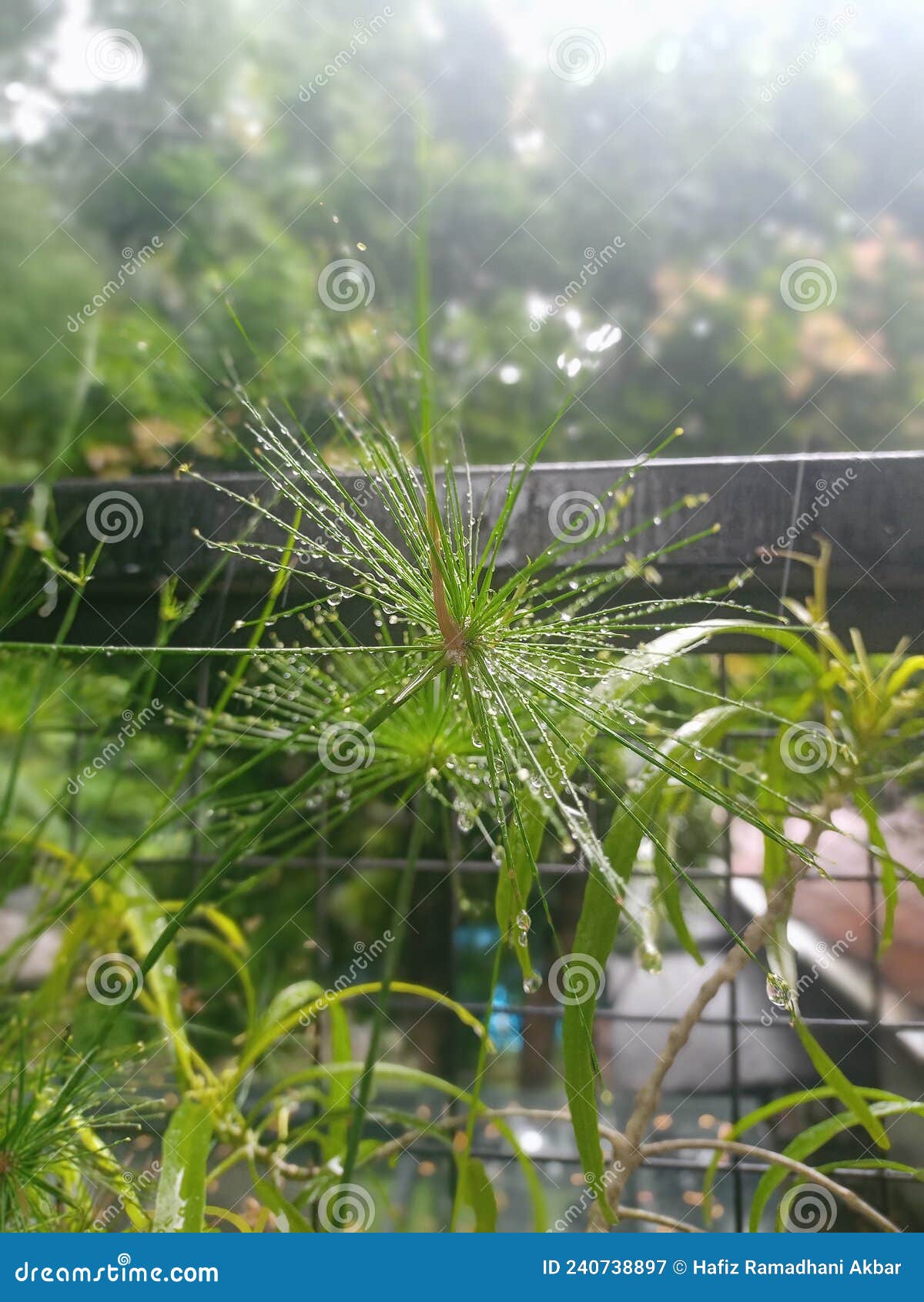 Beautiful Leaf Closeup Flower in Rainy Day Stock Image - Image of ...