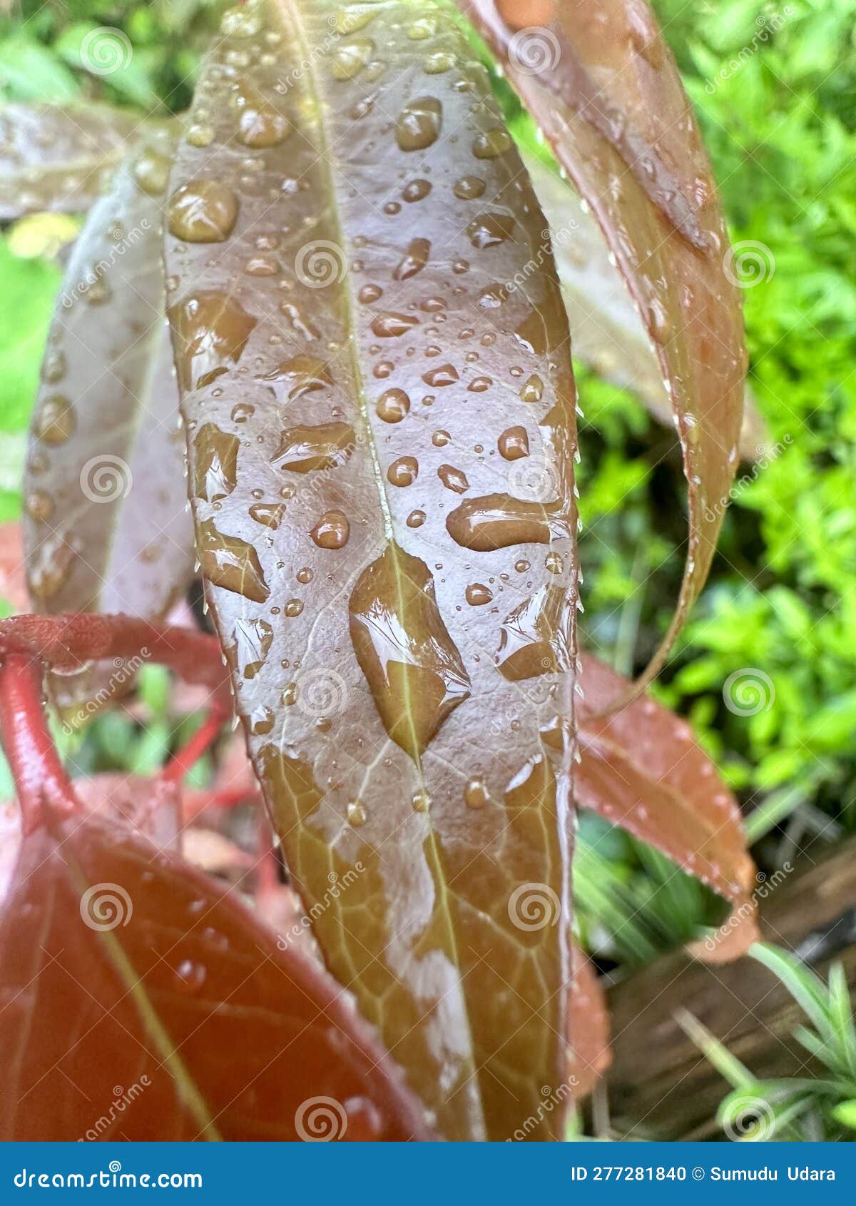 A Beautiful Leaf Covered with Dew Stock Photo - Image of produce ...