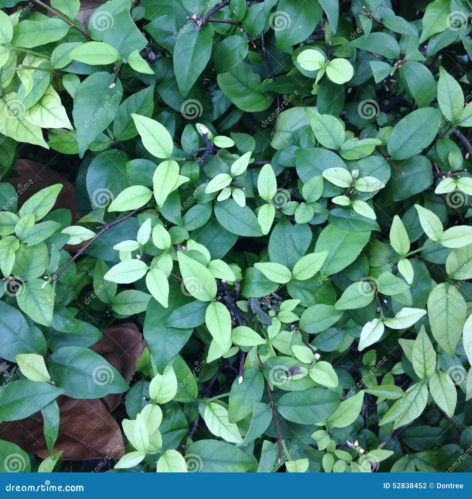 Beautiful leaf for design stock photo. Image of tropical - 52838452