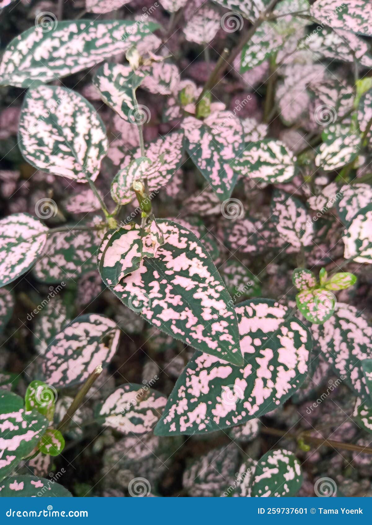 Beautiful Leaf in the Garden Name of Beras Kutah Stock Image - Image of ...