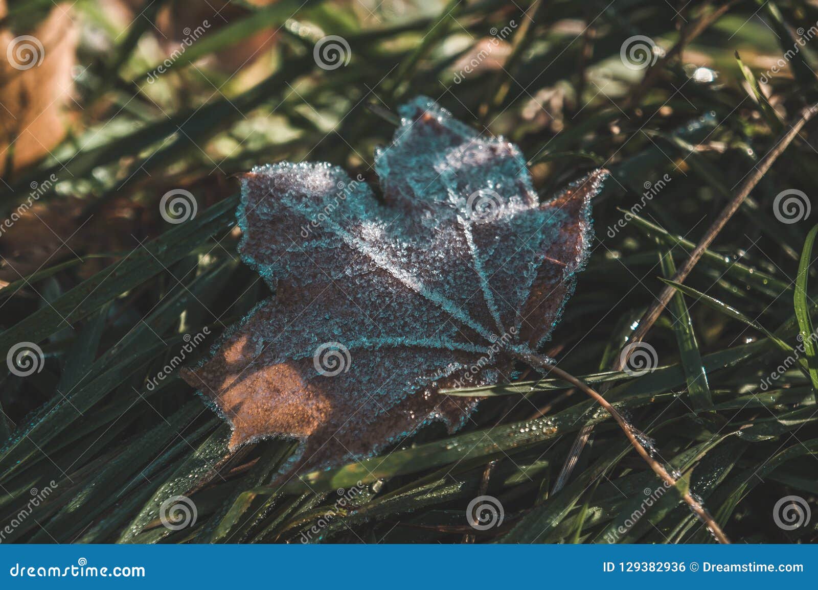 Beautiful leaf with ice stock photo. Image of adorable - 129382936