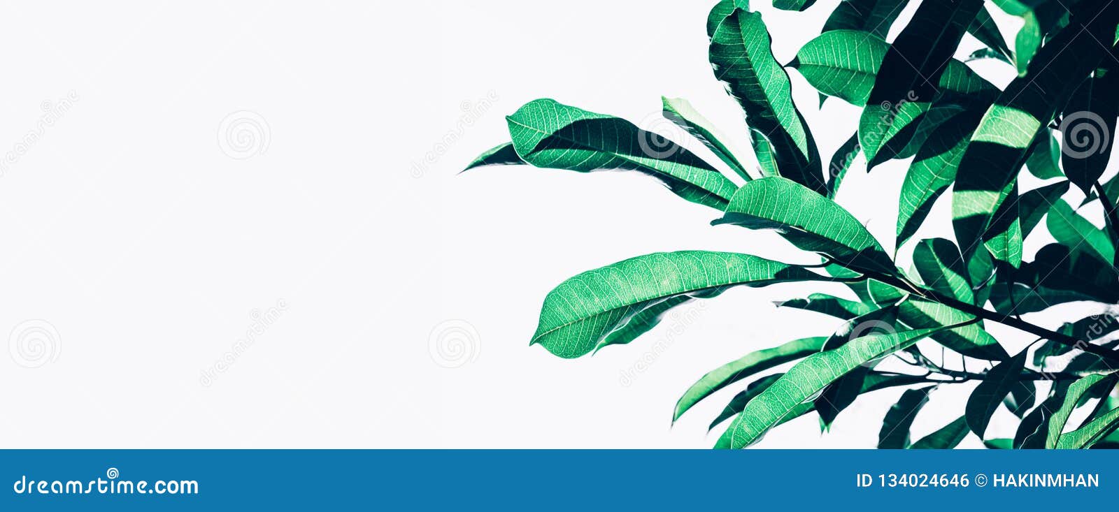 Beautiful Leaf Leaves Texture Pattern Backgrounds Ideas Stock Photo ...