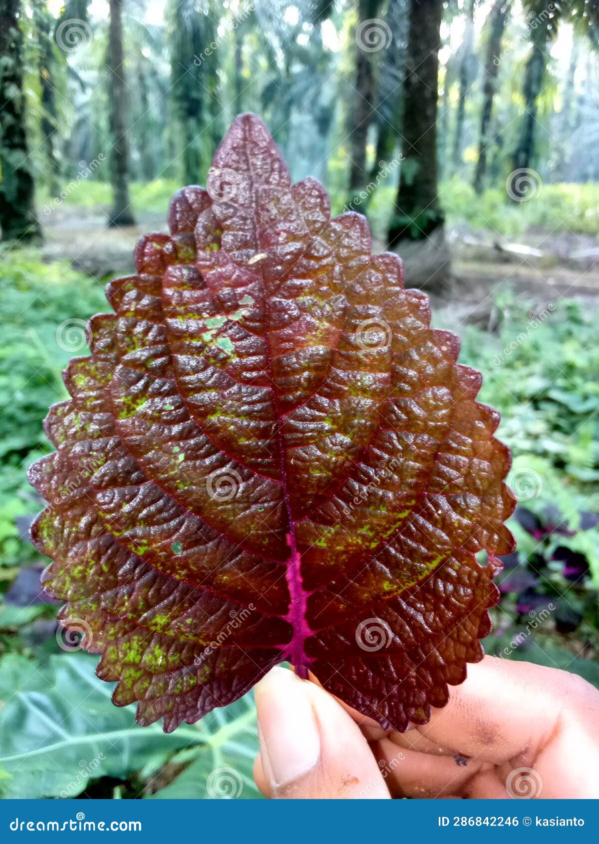 Beautiful Leaf that Look so Fresh and Glowing Stock Photo - Image of ...