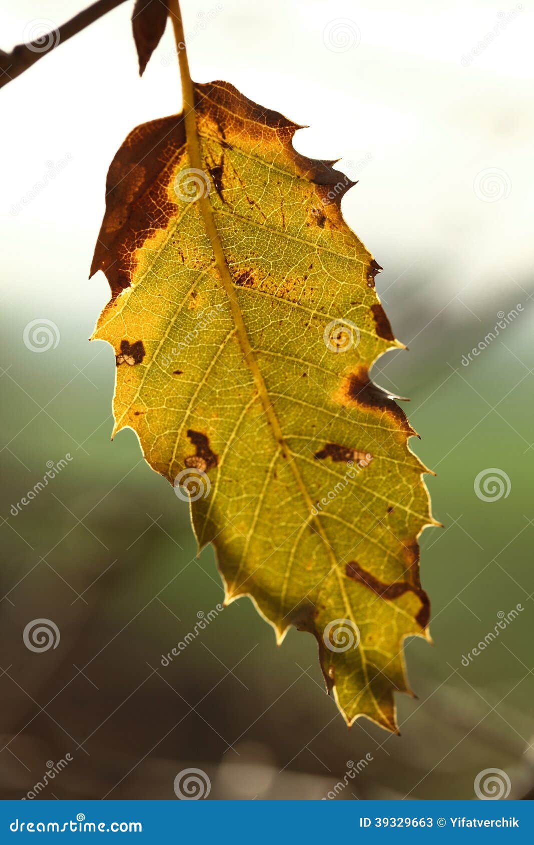 Beautiful leaf stock image. Image of bunch, alternative - 39329663