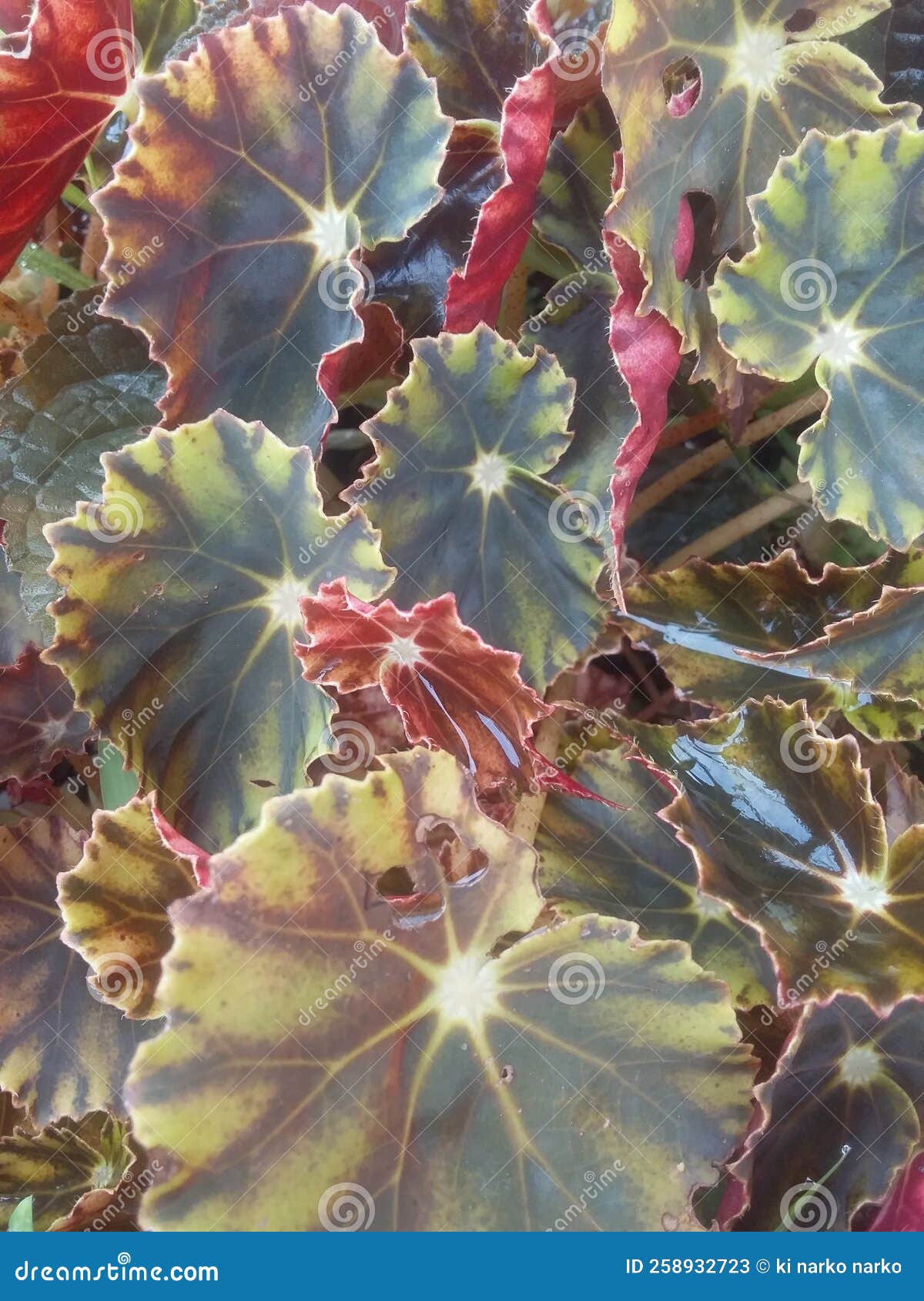 Beautiful leaf patern stock image. Image of nature, random - 258932723