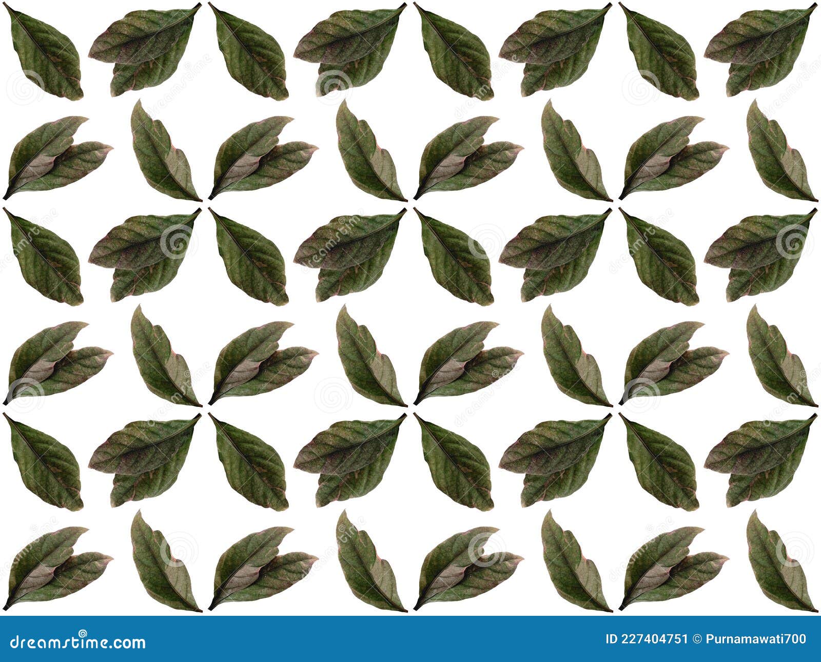 Leaf Pattern with a White Background. Leaves Pattern. Stock Image ...