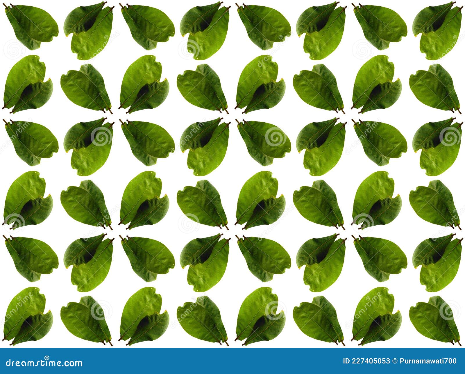 Leaf Pattern with a White Background. Leaves Pattern. Stock Image ...