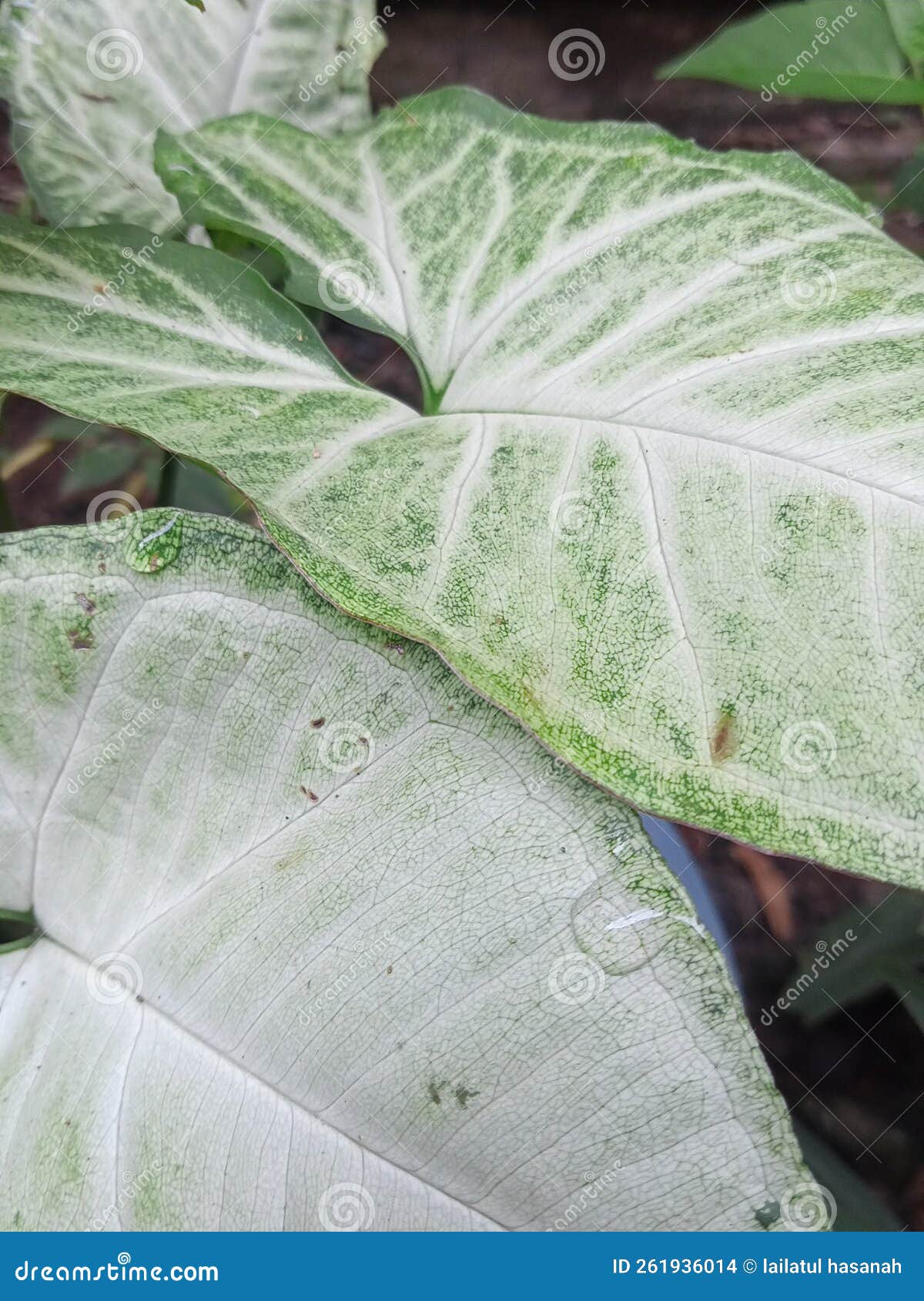 Beautiful Leaf PatternAmazing Nature Perfectly Drawn Line Pattern Stock ...