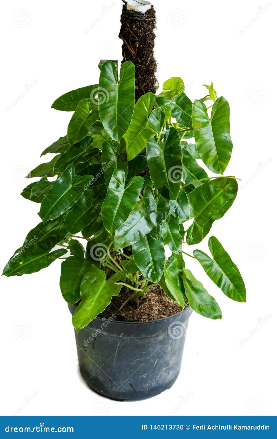 Beautiful Leaf of Potted Philodendron Plants Stock Photo - Image of ...