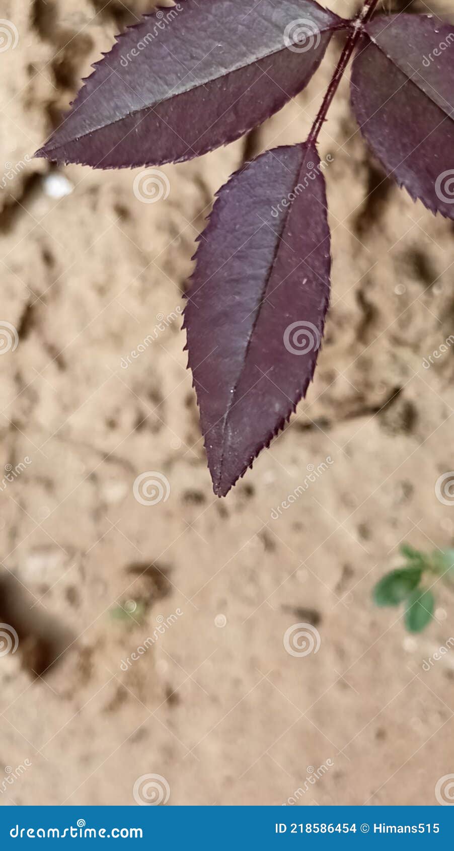 A Beautiful Leaf of Rose Plant Coloured Stock Photo - Image of coloured ...