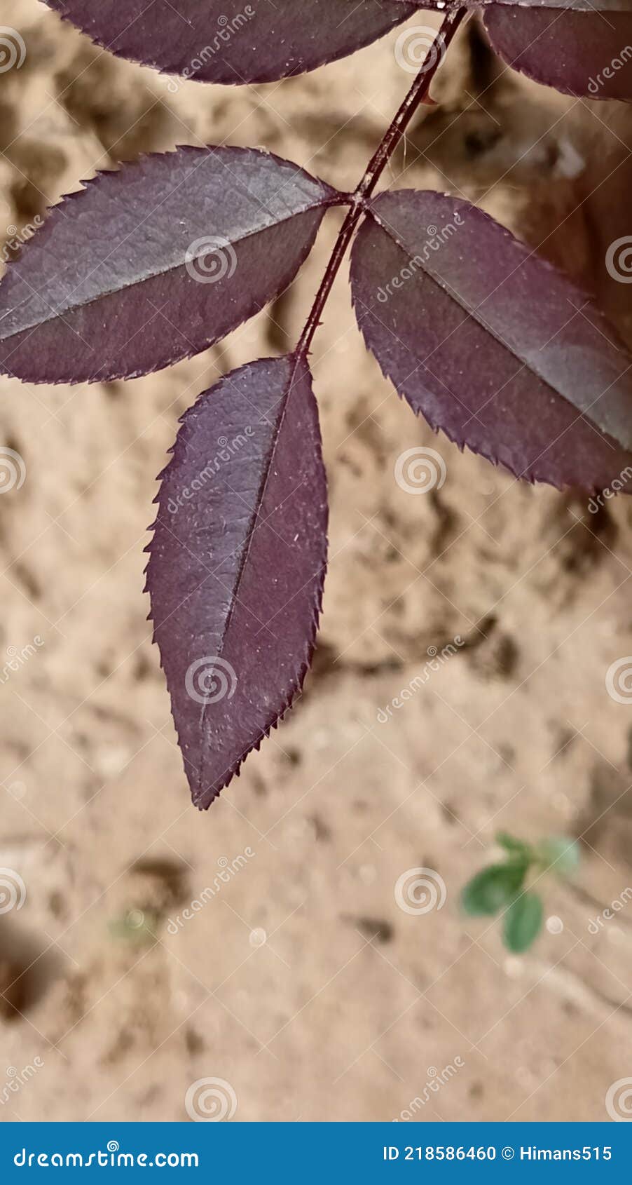 A Beautiful Leaf of Rose Plant Coloured Stock Photo - Image of leaf ...