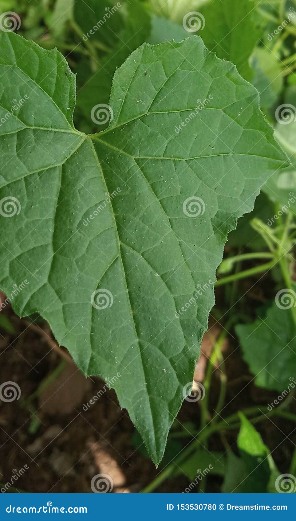 Beautiful leaf stock photo. Image of nature, hidden - 153530780