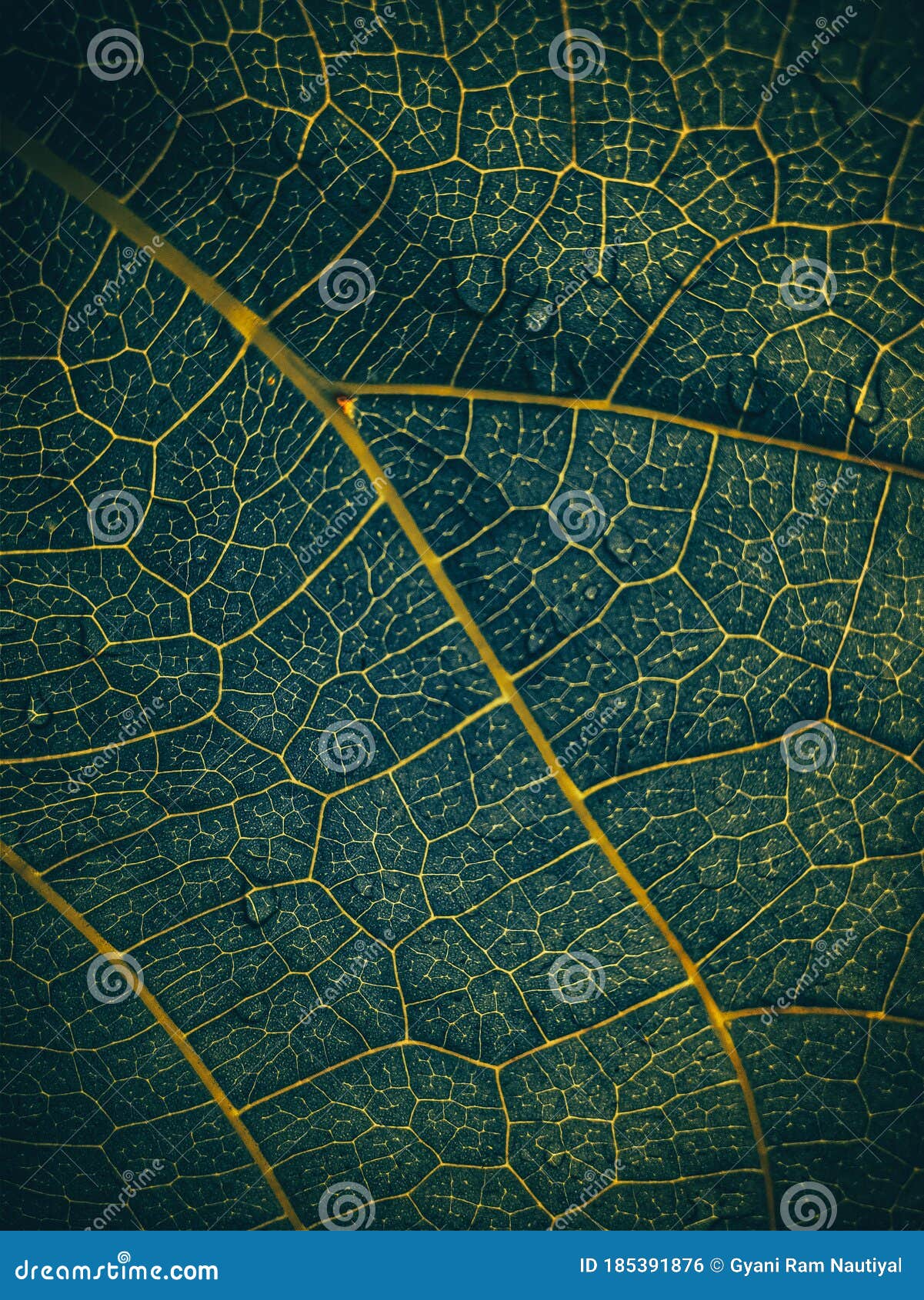 Beautiful Leaf Texture with Many Patterns , Golden Shine in Border ...