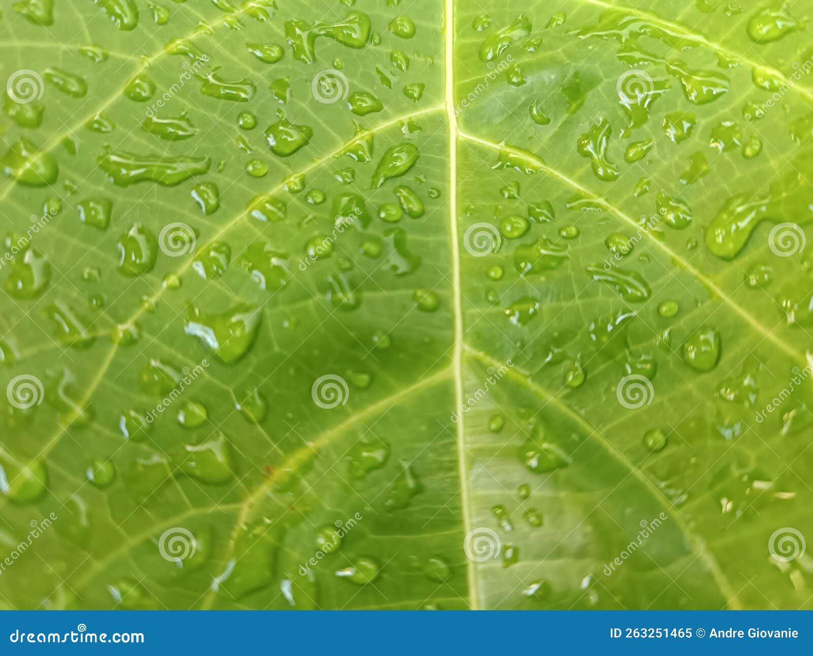 Beautiful Leaf Texture with Morning Dew on it Stock Image - Image of ...