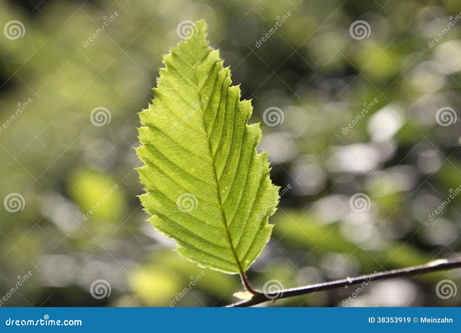Beautiful leaf of a tree stock image. Image of forest - 38353919