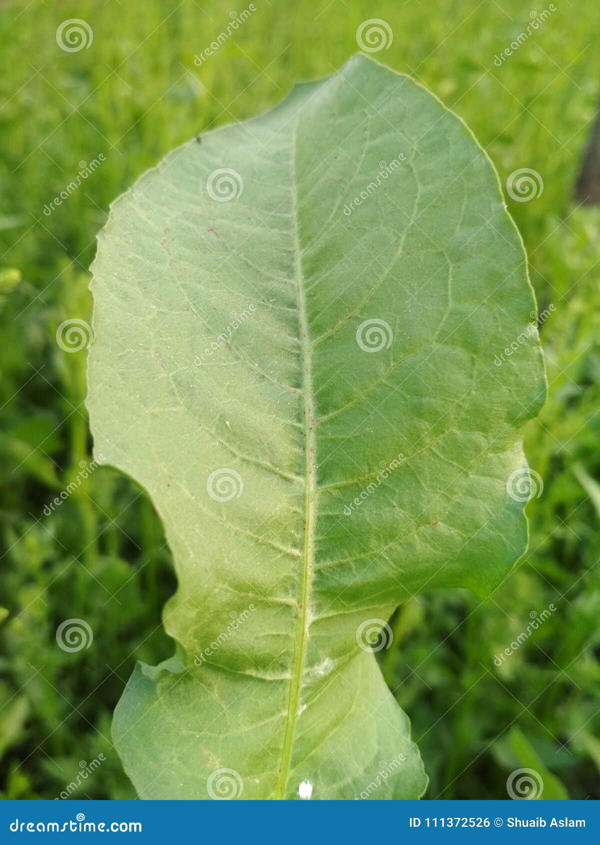 Beautiful Leaf Very Good Looking Stock Photo - Image of beautiful, good ...