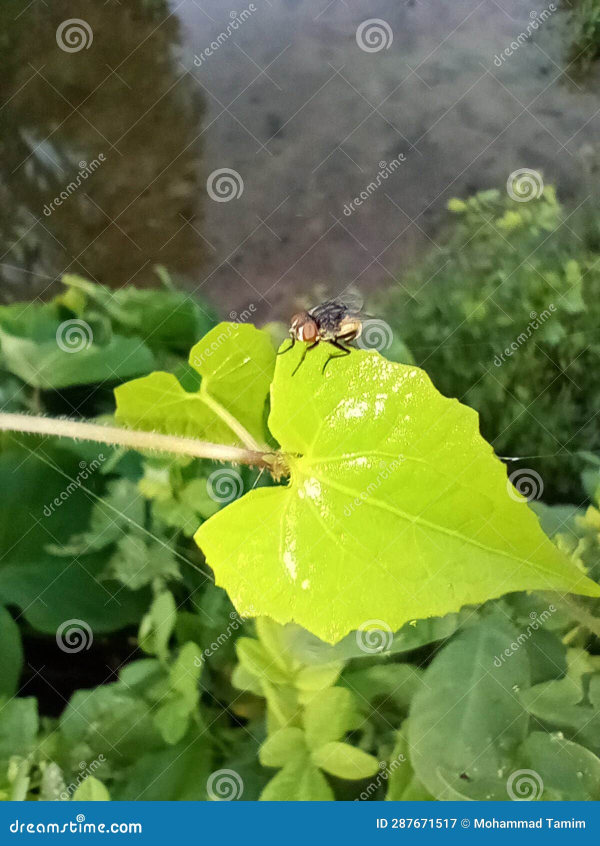 A Beautiful Leaf View with Natural Environment. Stock Image - Image of ...