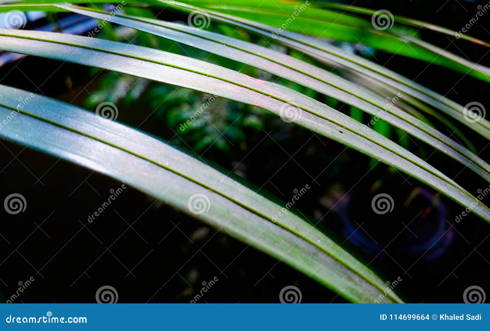 Beautiful Leaf stock photo. Image of evening, leaf, nice - 114699664