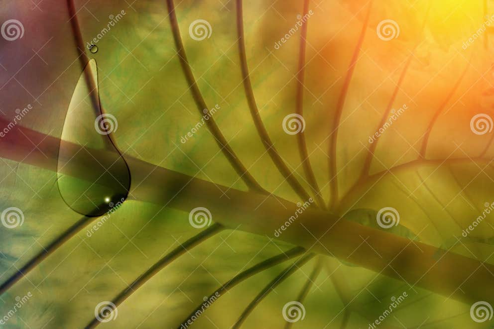 Beautiful Leaf with Water Drop Stock Image - Image of garden, nature ...