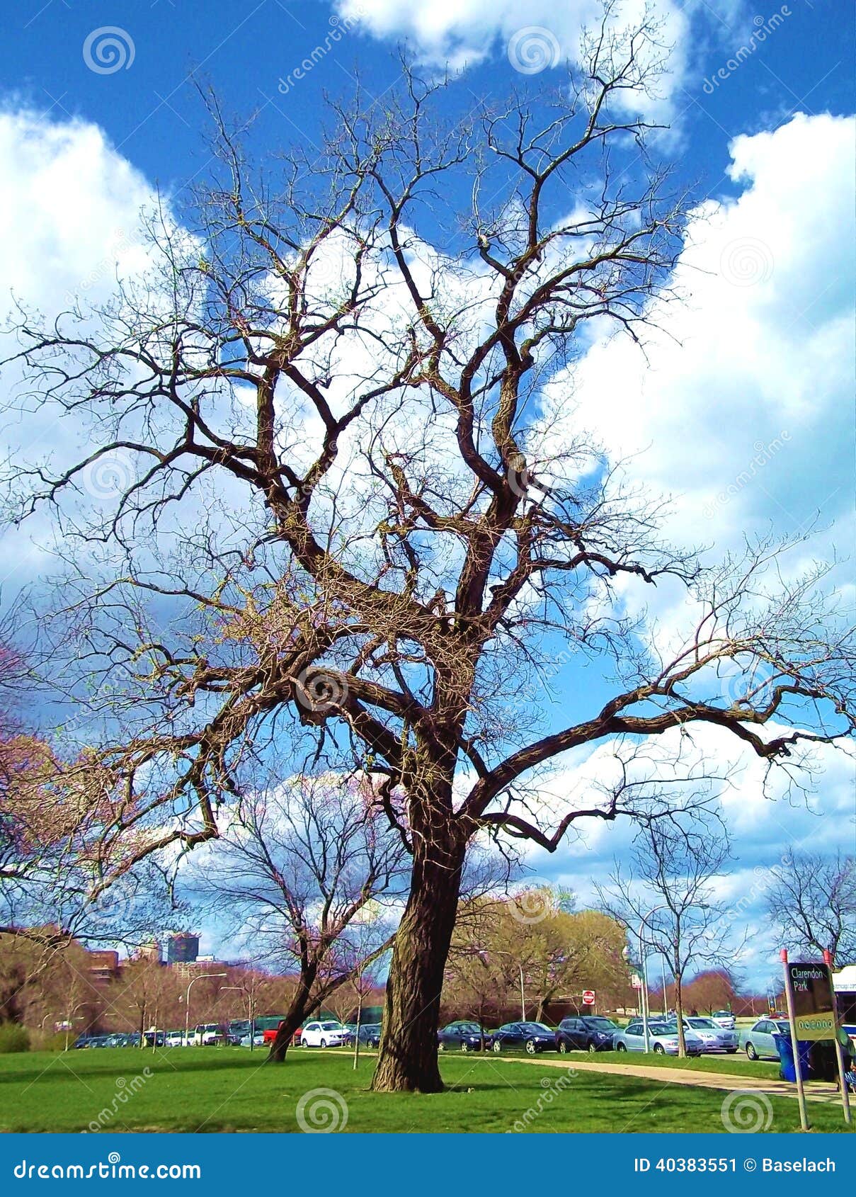 Beautiful leafless tree stock image. Image of blue, sunny - 40383551