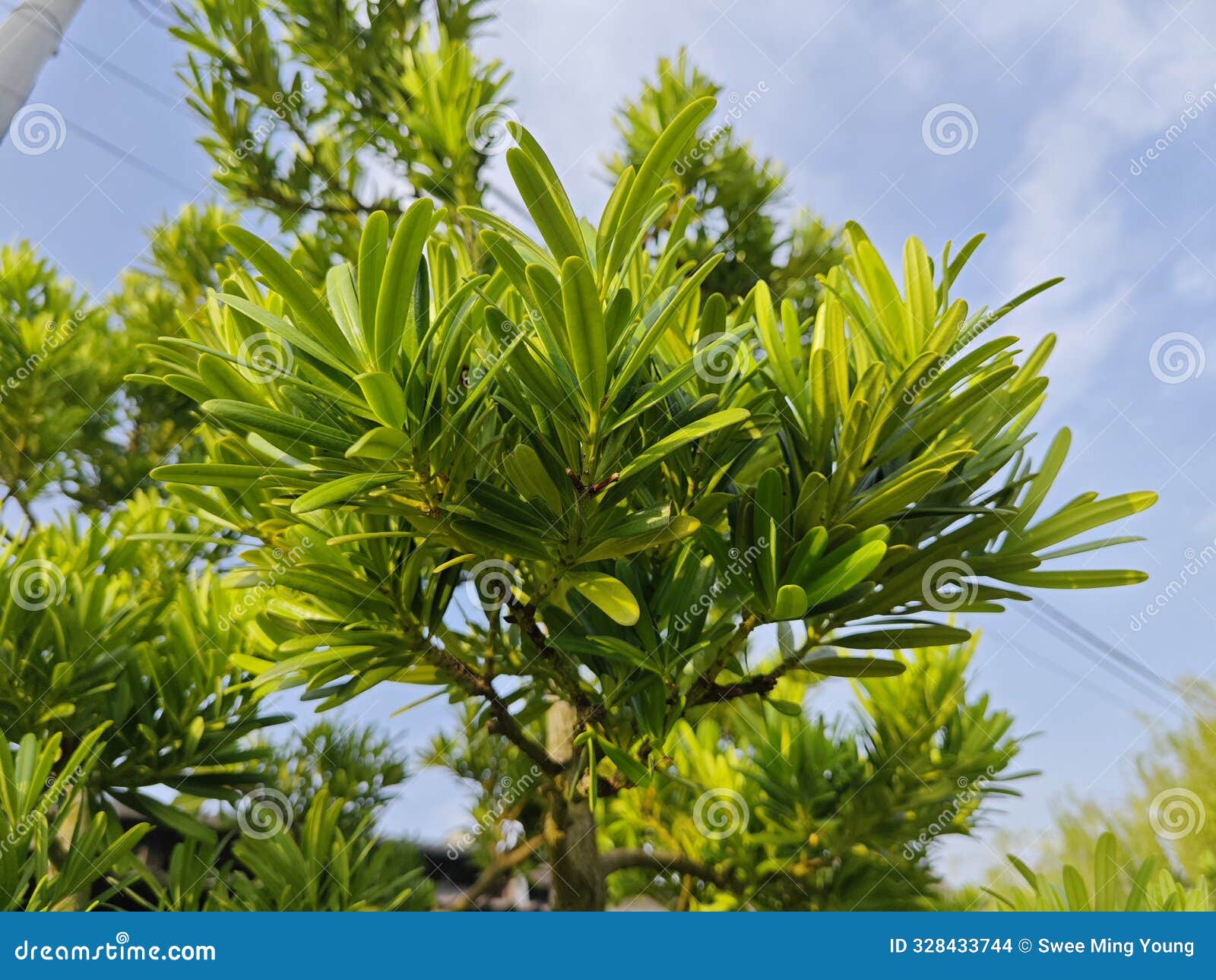 Beautiful Leafy Cluster of Buddhist Pine Leaves. Stock Photo - Image of ...