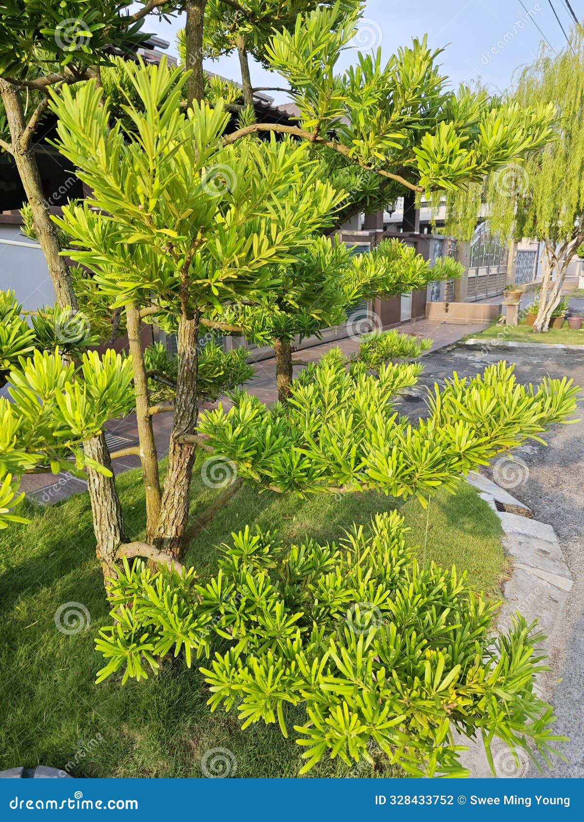 Beautiful Leafy Cluster of Buddhist Pine Leaves. Stock Photo - Image of ...