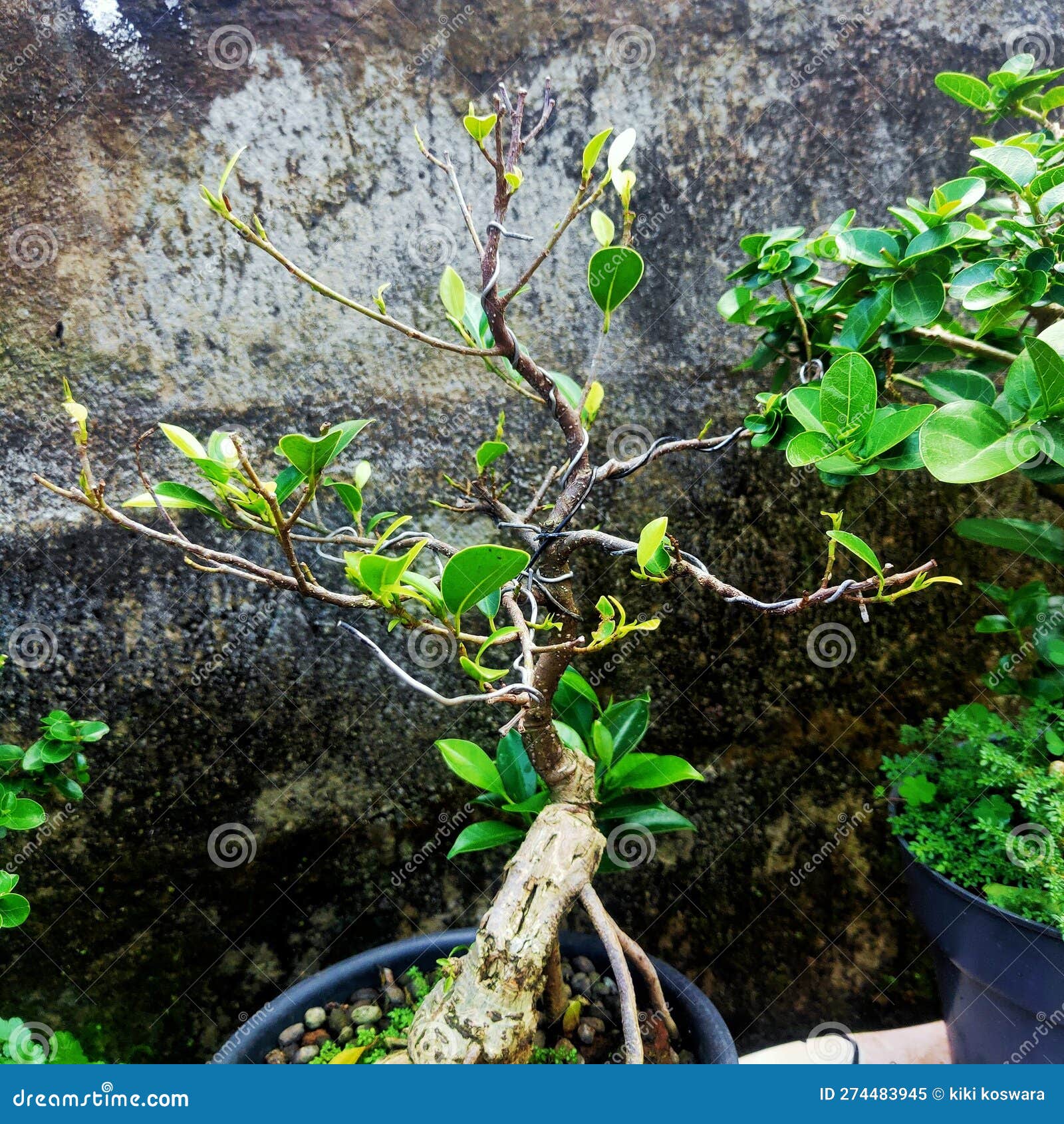 A Beautiful Leafy Mini Banyan Tree Bonsai Planted in a Pot Stock Image ...