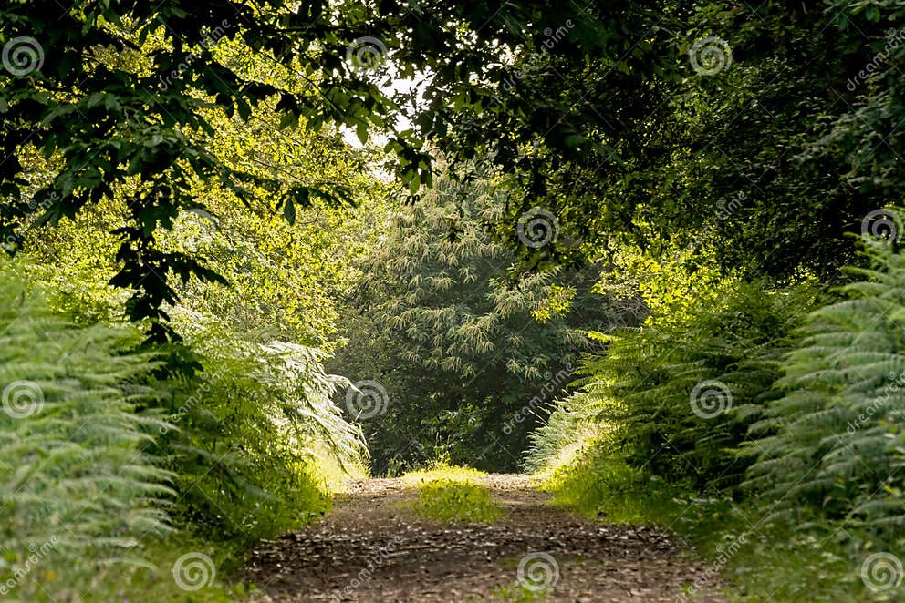 Beautiful and Leafy Scenery of a Path in the Forest Stock Photo - Image ...