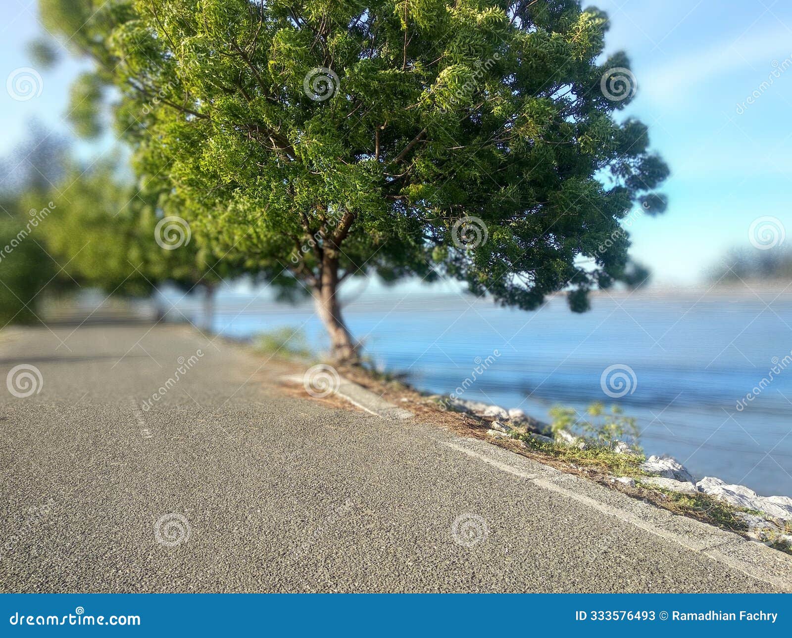 Beautiful Leafy Tree Growing at Sea Side Stock Image - Image of side ...