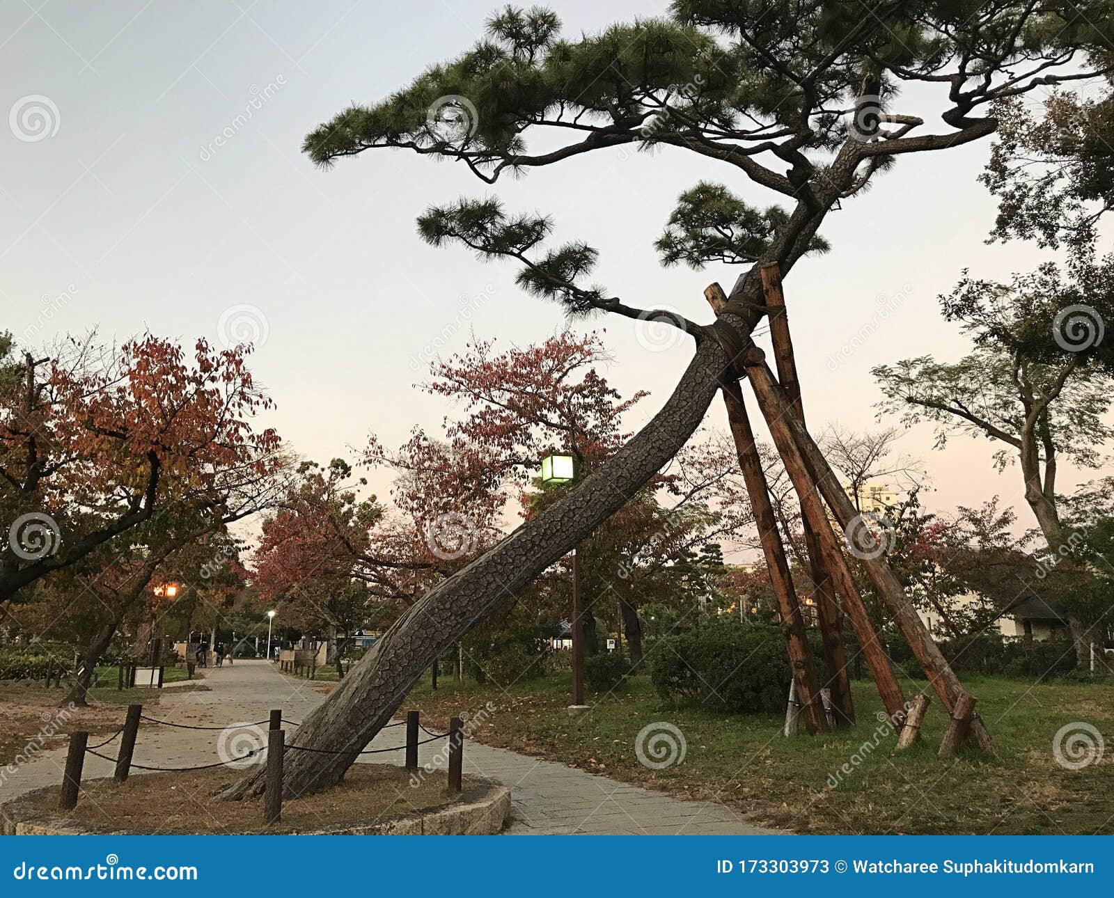 Beautiful Leaning Pine Tree at Sumiyoshi Park in Japan. Stock Image ...