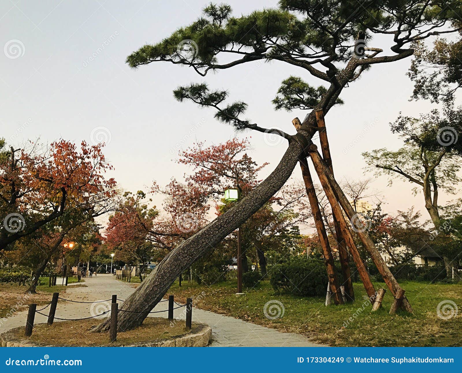 Beautiful Leaning Pine Tree at Sumiyoshi Park in Japan. Stock Image ...