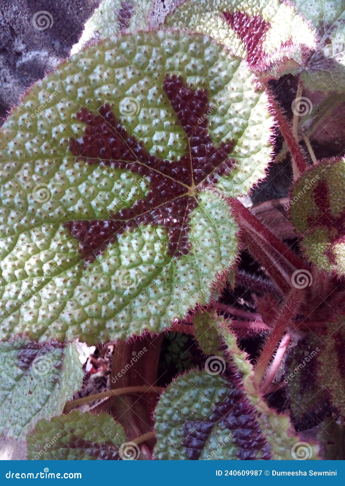 Beautiful Leave of a Fancy Plant Stock Image - Image of frost, fancy ...