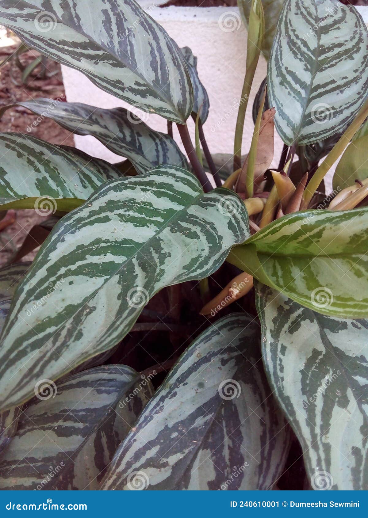 Image of a Green Colour Fancy Plant Stock Image - Image of tree, flower ...