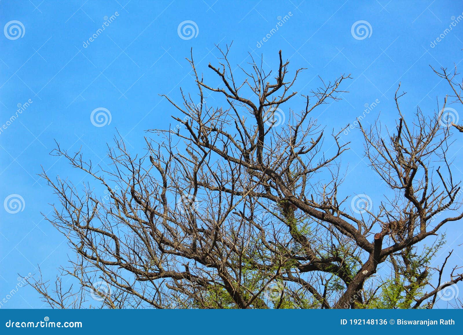 Beautiful Leaveless Tree in Blue Sky Background Hd Stock Photo - Image ...
