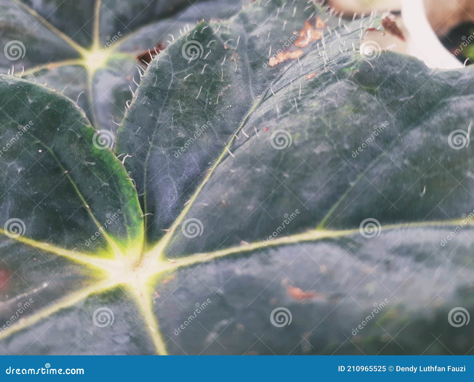 Beautiful leaves stock image. Image of leaves, green - 210965525