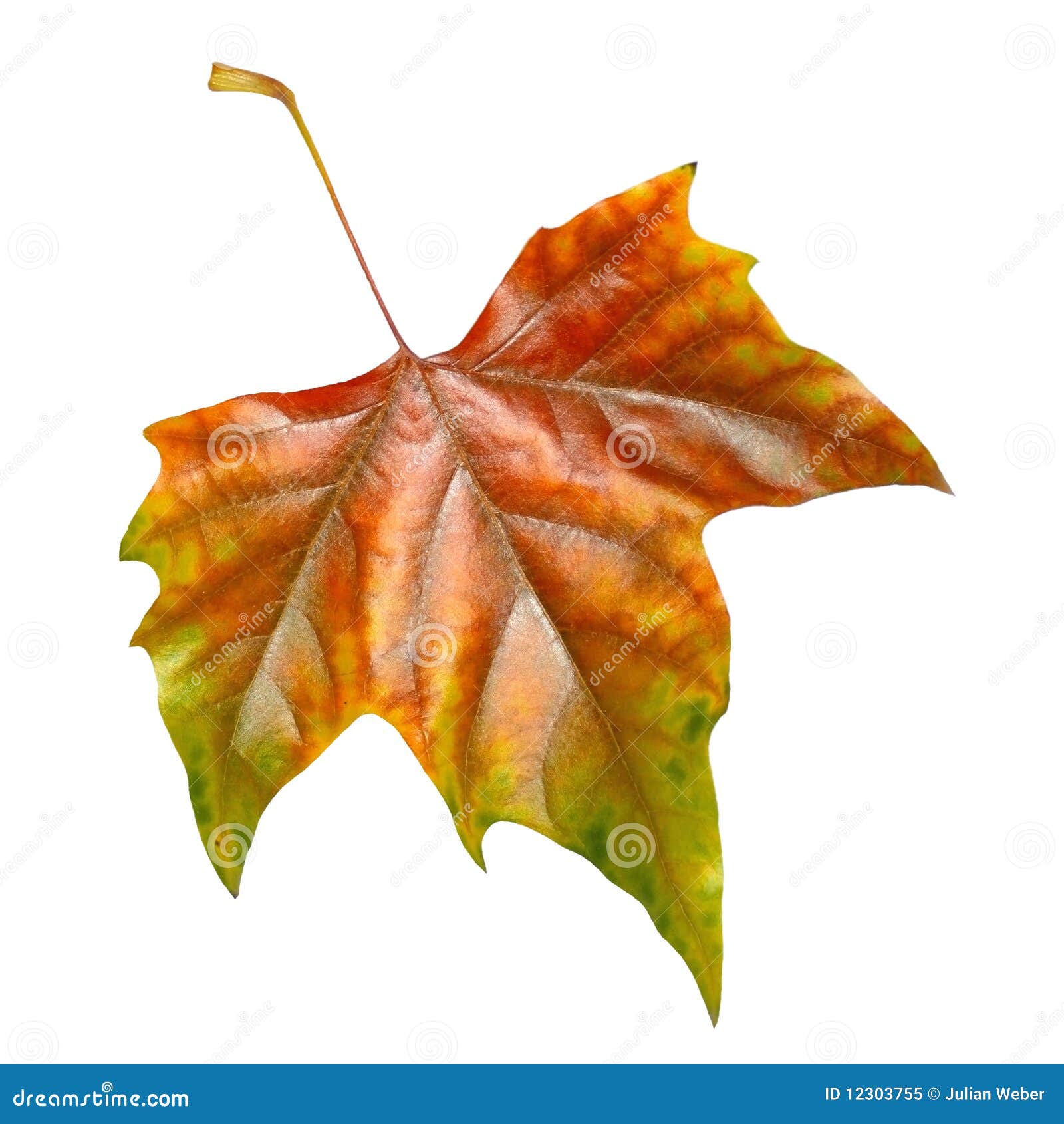 Beautiful leaves in autumn stock image. Image of detail - 12303755